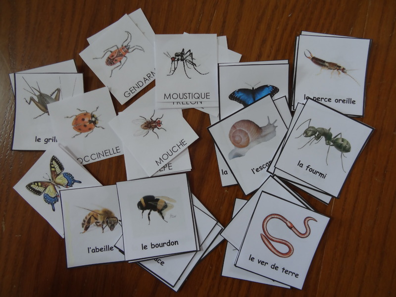 Nos imagiers des petites bêtes...