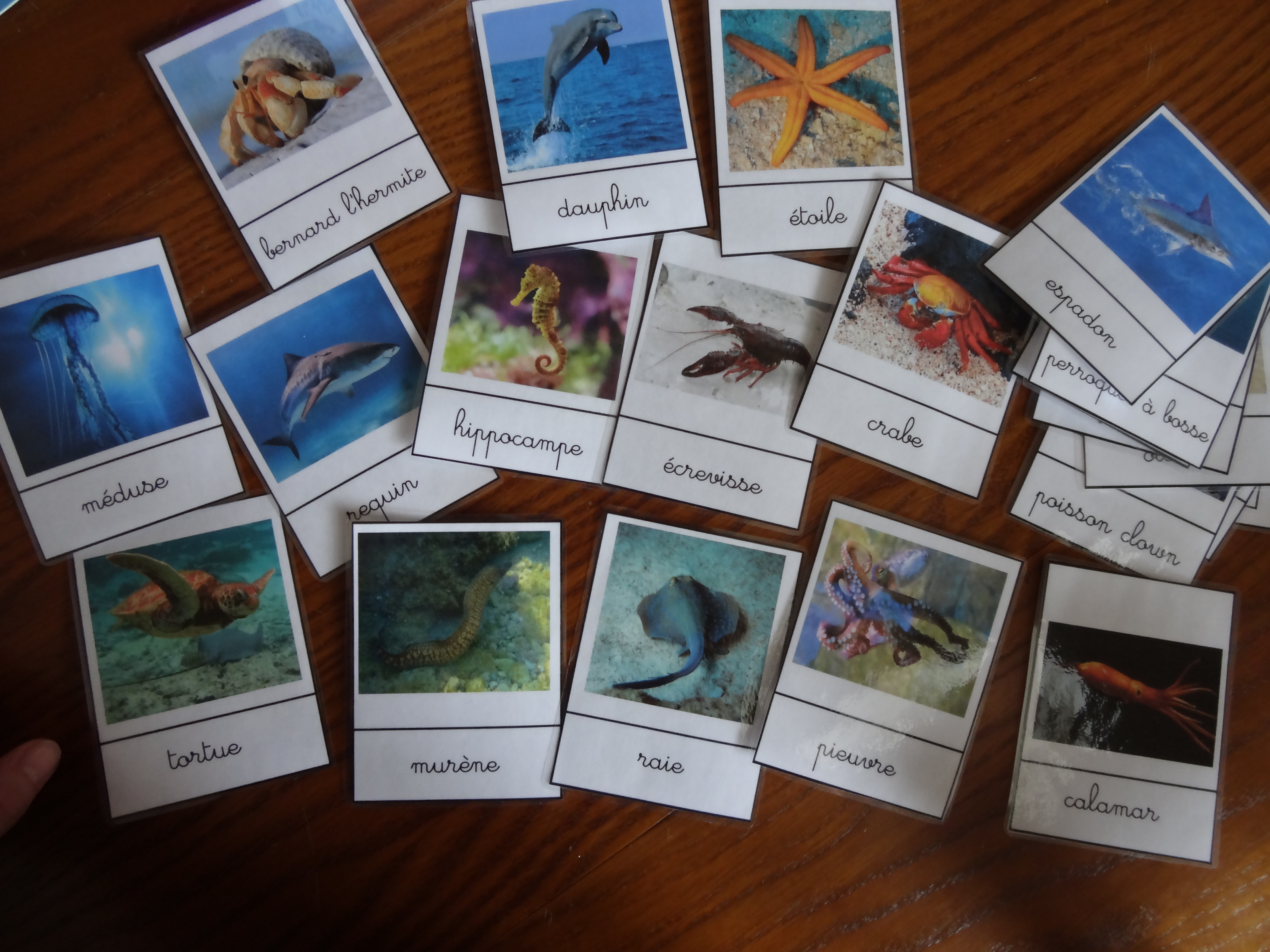 Nos cartes "marines'...