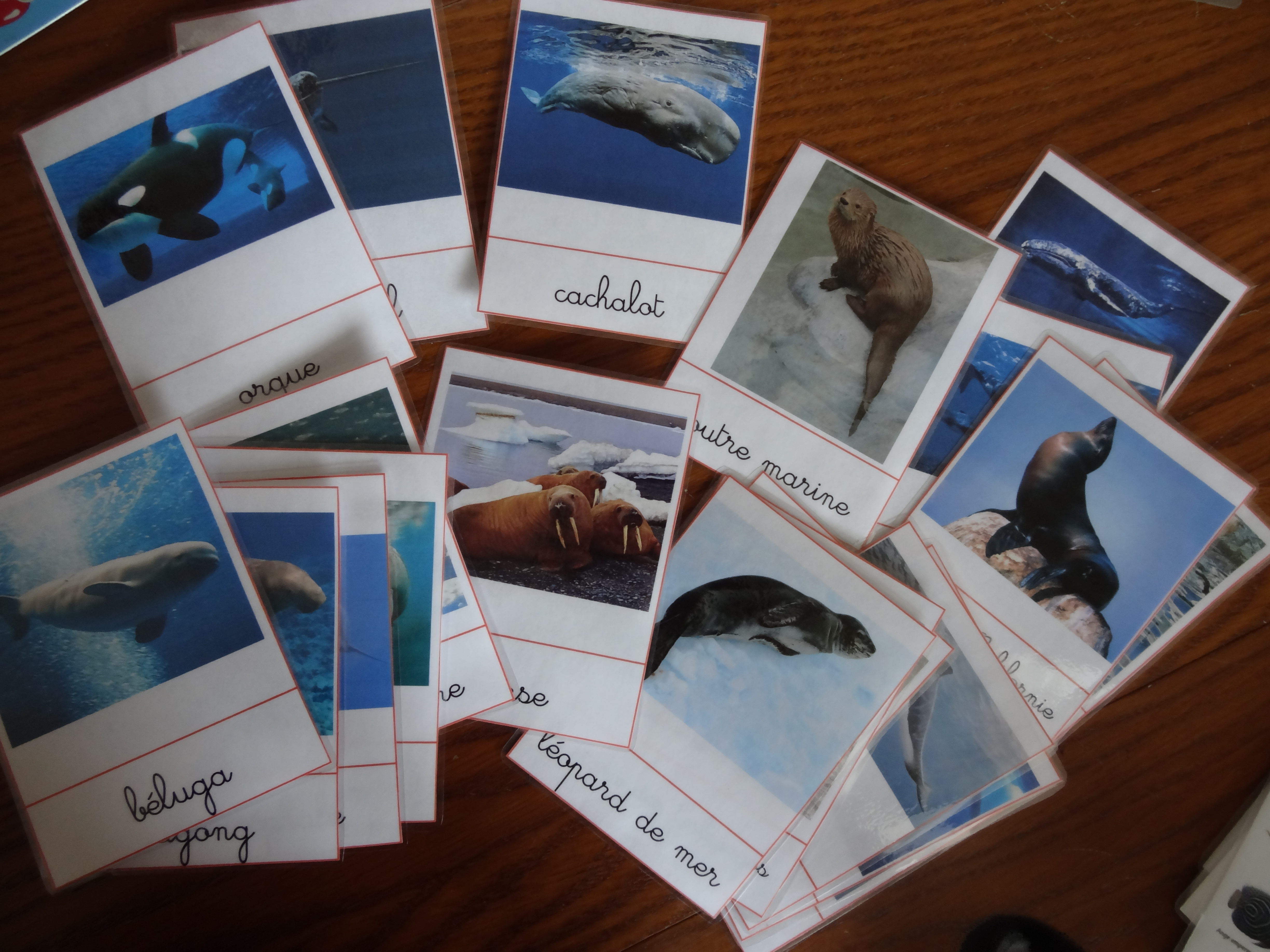 Nos cartes "marines'...